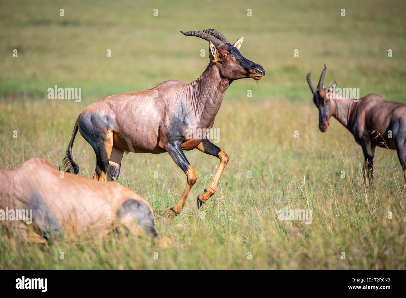 Topi damaliscus lunatus herd hi-res stock photography and images - Alamy