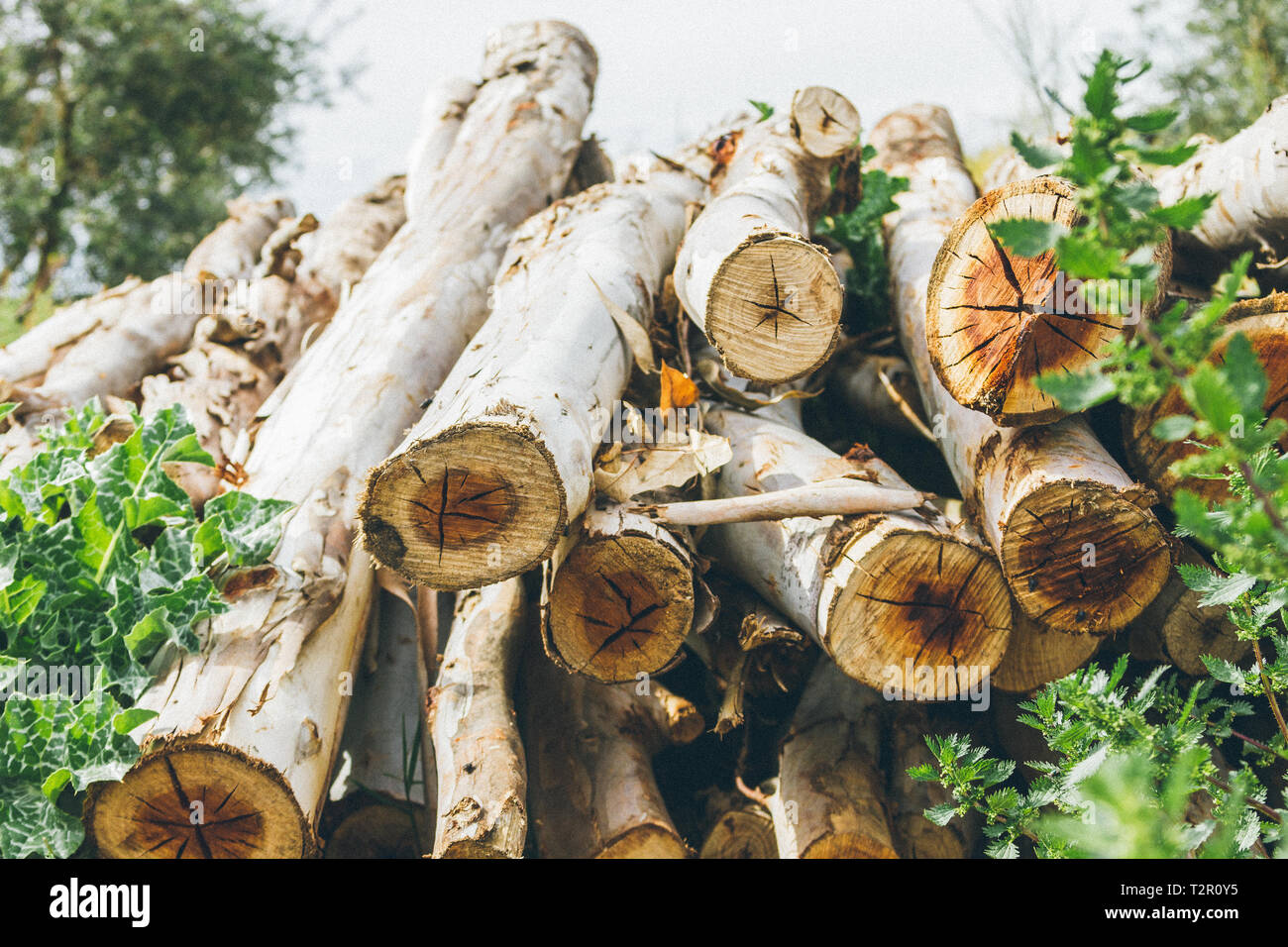Wooden logs hi-res stock photography and images - Alamy