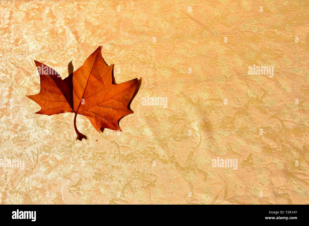 Dry leaf exposed on a table with daylight, giving it a warm touch Stock ...