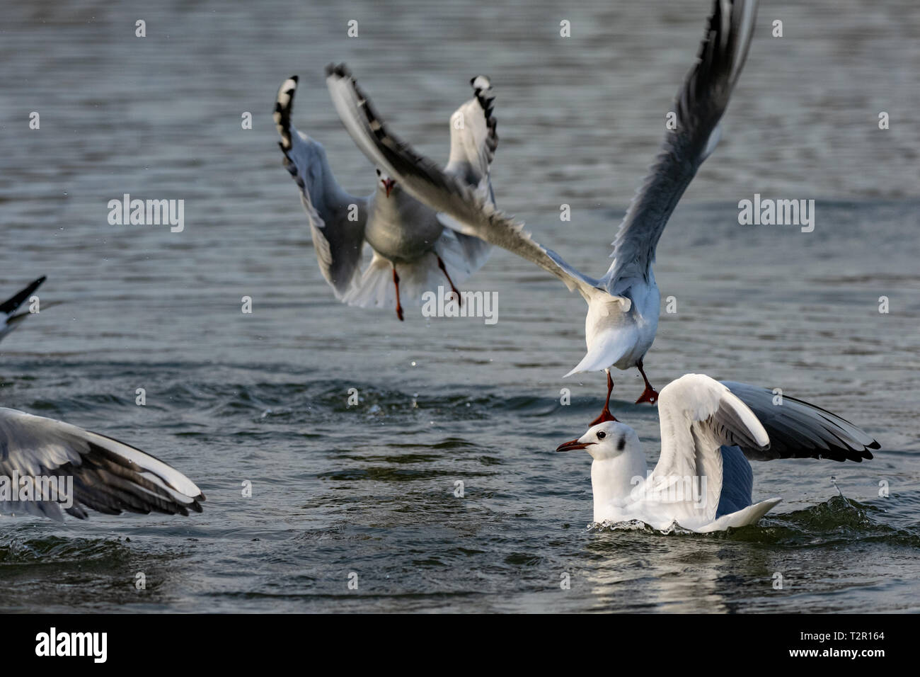 Black headed gulls (Chroicocephalus ridibundus) diving into water Stock ...