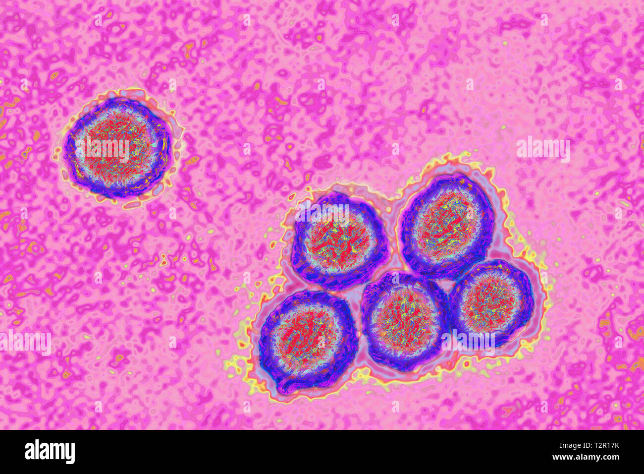 Flavivirus Stock Photo - Alamy