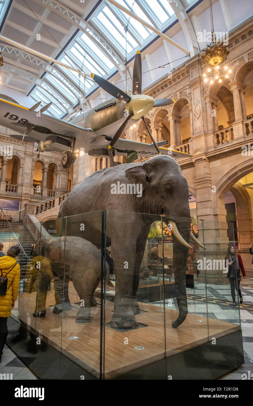 Stuffed animals in museum hi-res stock photography and images - Alamy