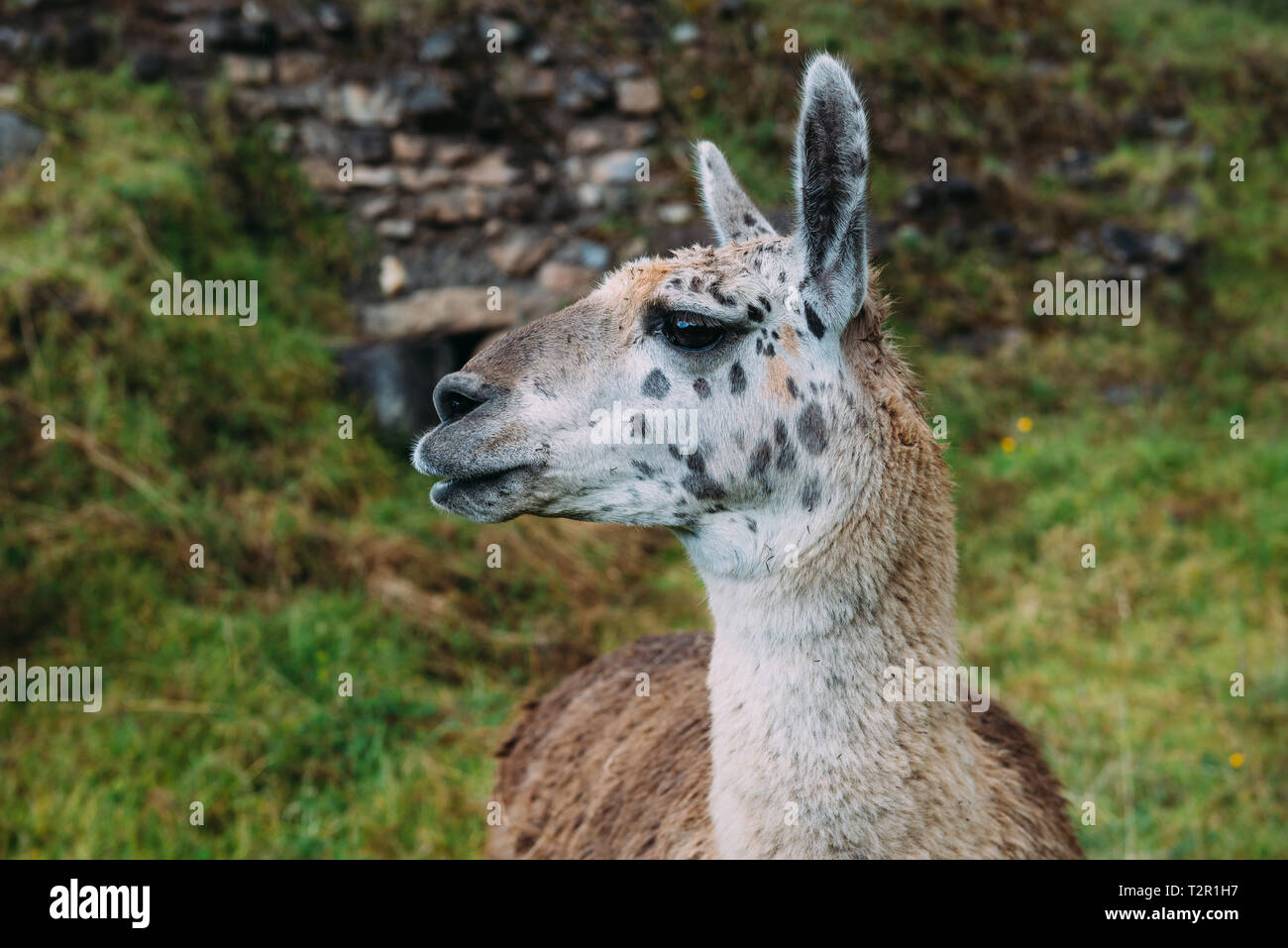 Cute ruins hi-res stock photography and images - Alamy