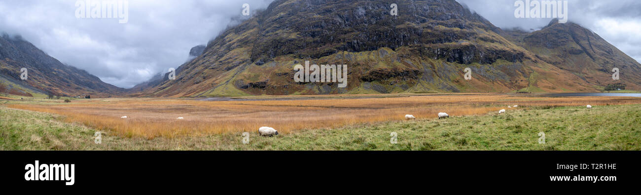 Sheep in the field near the Three Sisters of Glen Coe in Glen Coe ...
