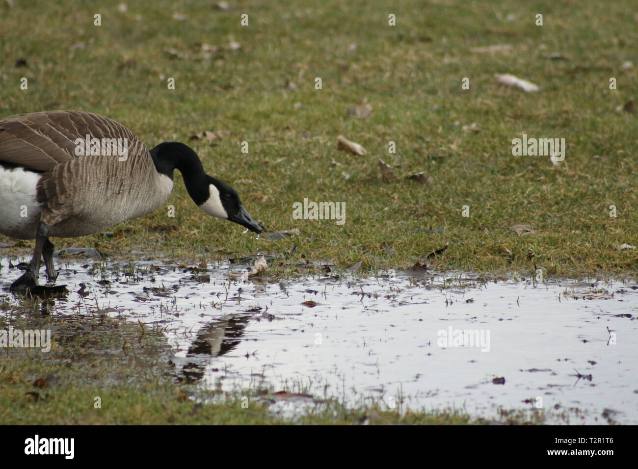 The Canada goose is a large wild goose species with a black head and ...