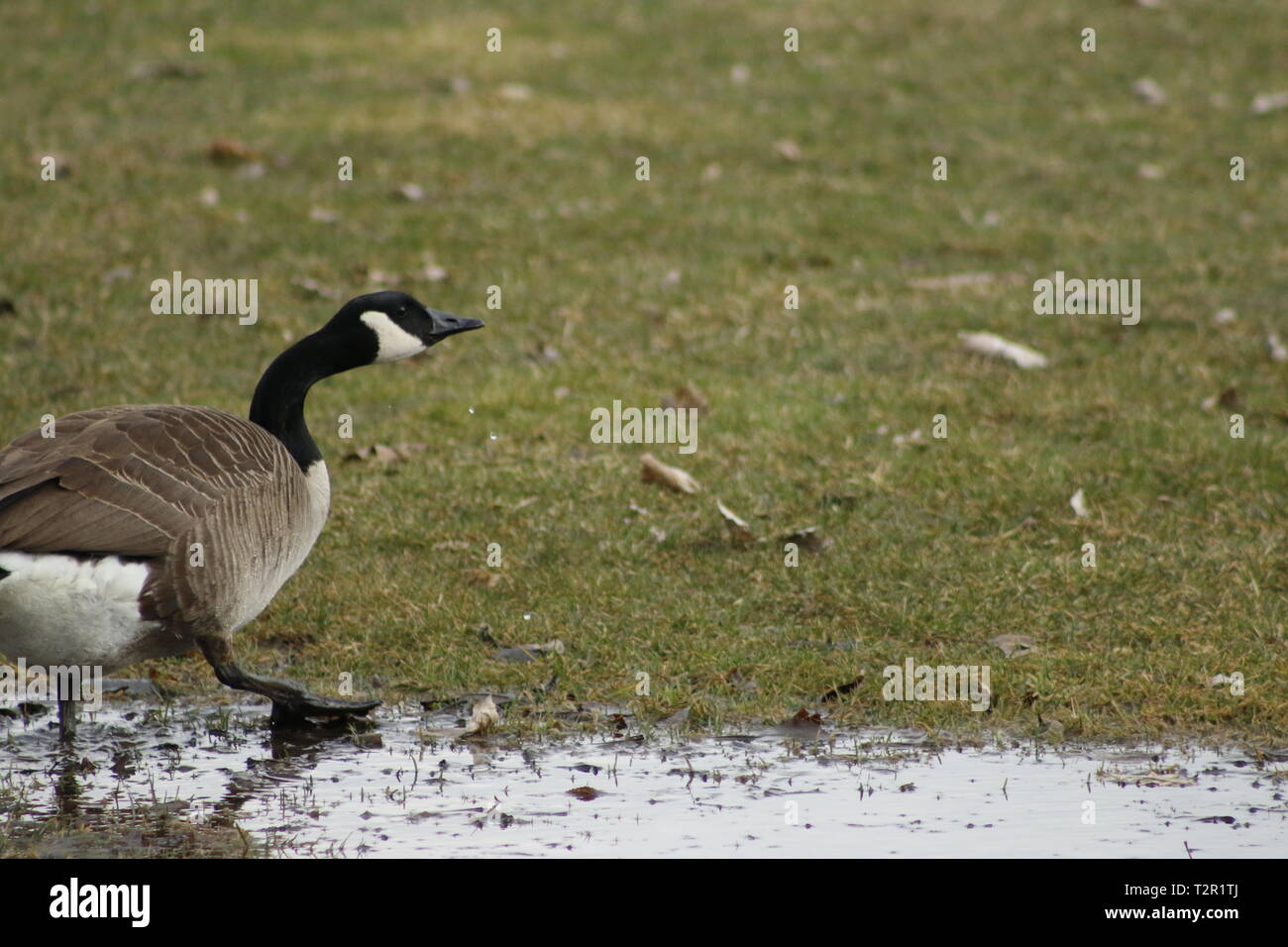 The Canada goose is a large wild goose species with a black head and ...