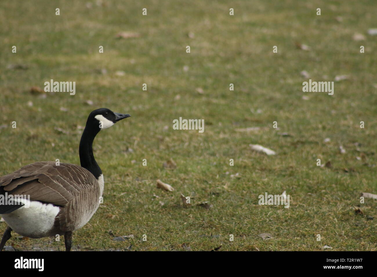 The Canada goose is a large wild goose species with a black head and ...