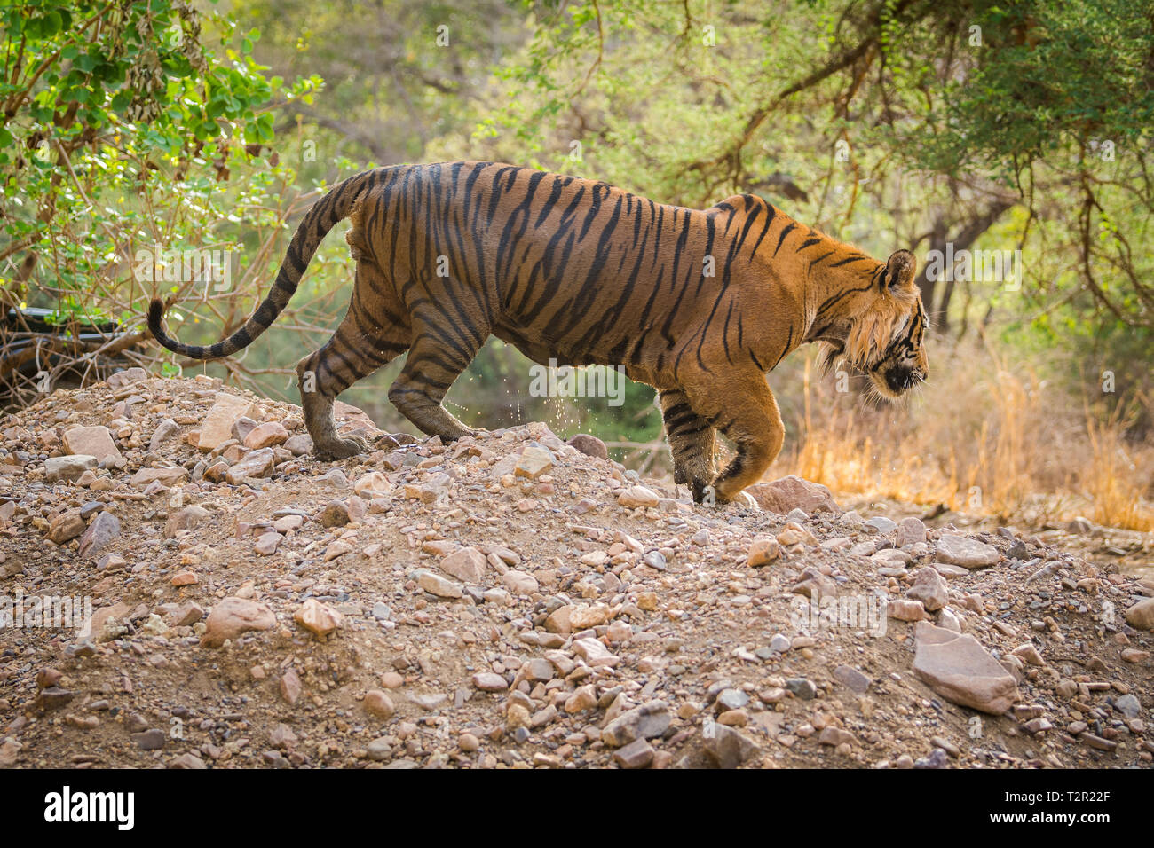 Bengal tiger male running hi-res stock photography and images - Alamy