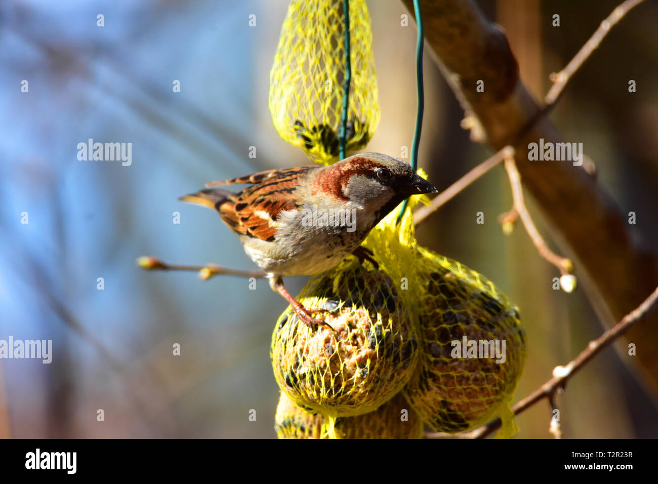 Sparrow eating nuts in a garden Stock Photo - Alamy