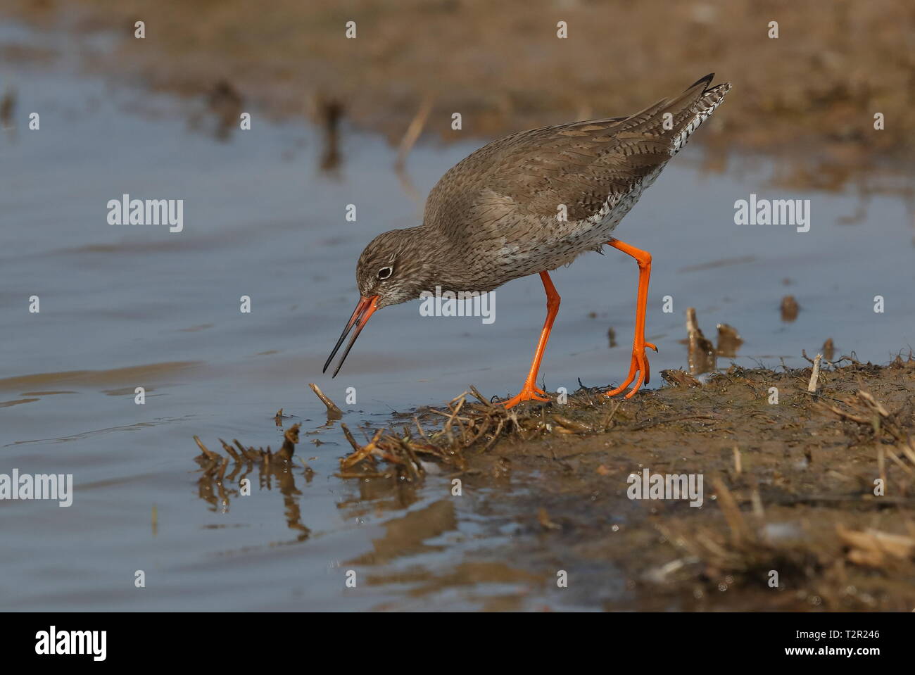 Adult Common Redshank Stock Photo - Alamy