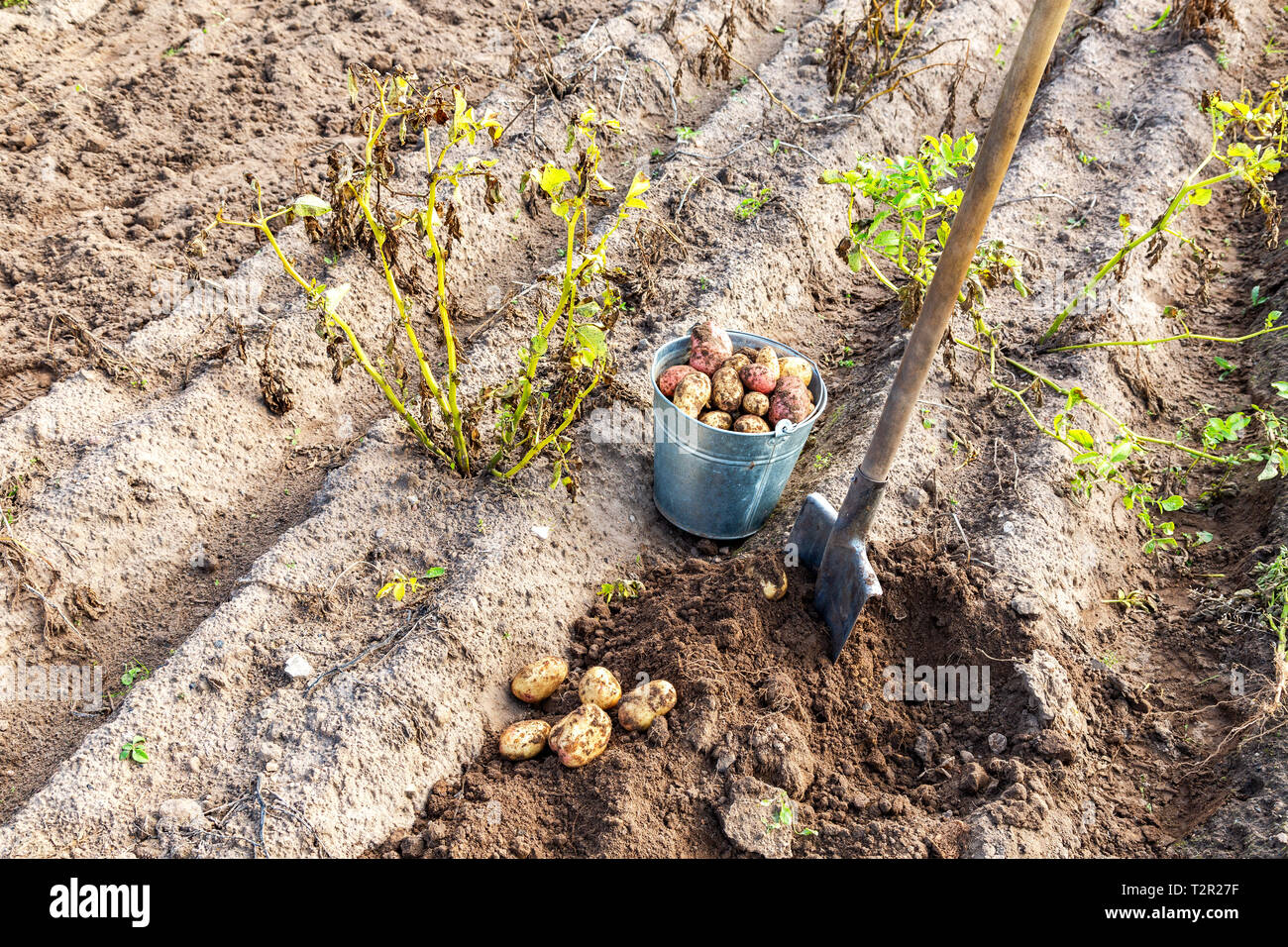 Freshly dug organic potatoes of new harvest and shovel at the potatoes plantation. Potato ...