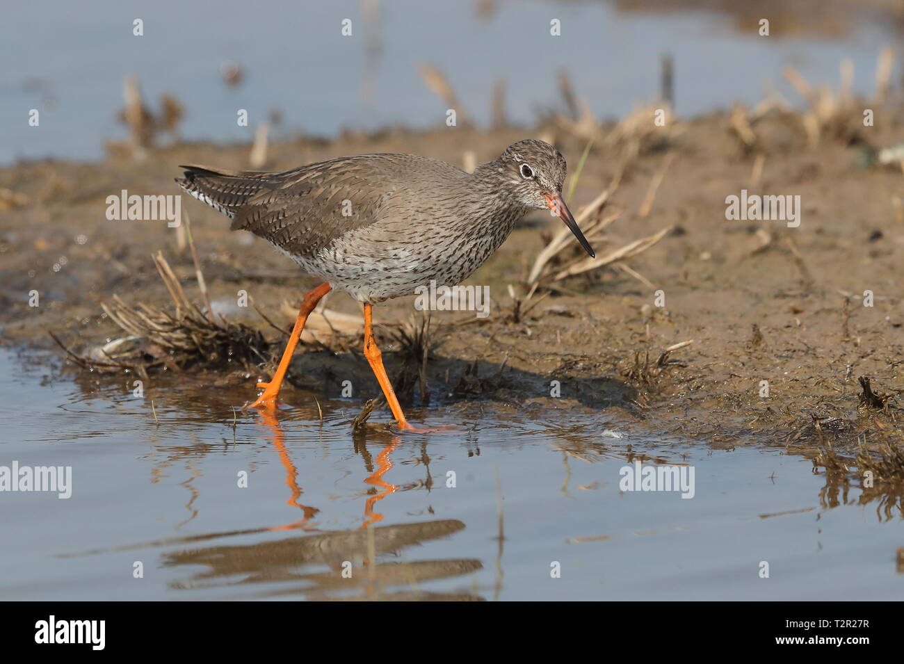 Adult Common Redshank Stock Photo - Alamy