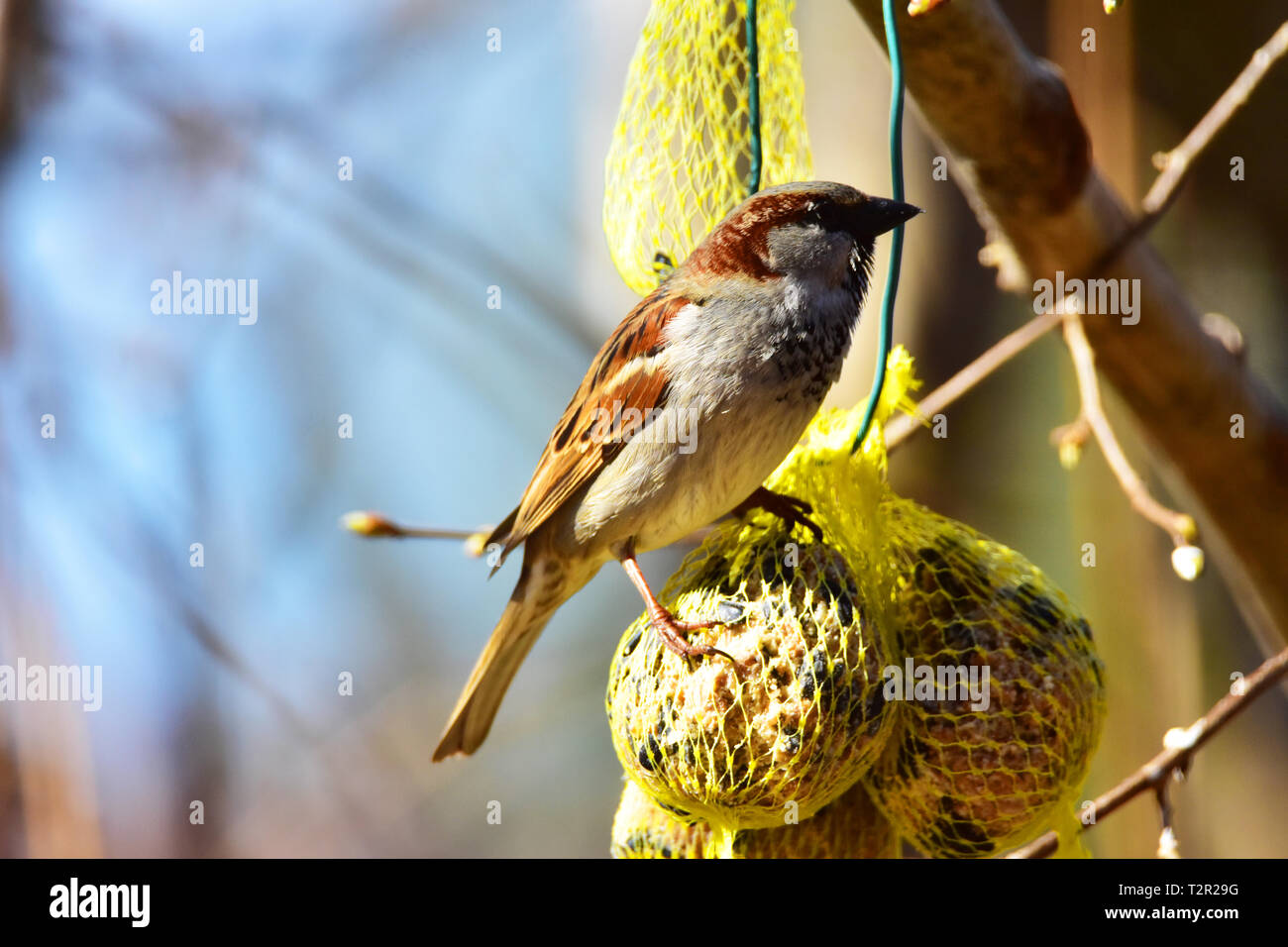 Sparrow eating nuts in a garden Stock Photo - Alamy