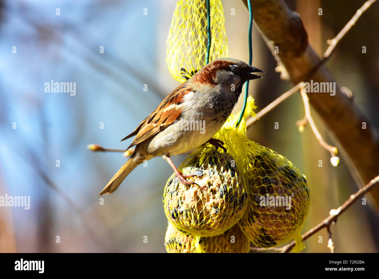 Sparrow in tree bark hi-res stock photography and images - Alamy