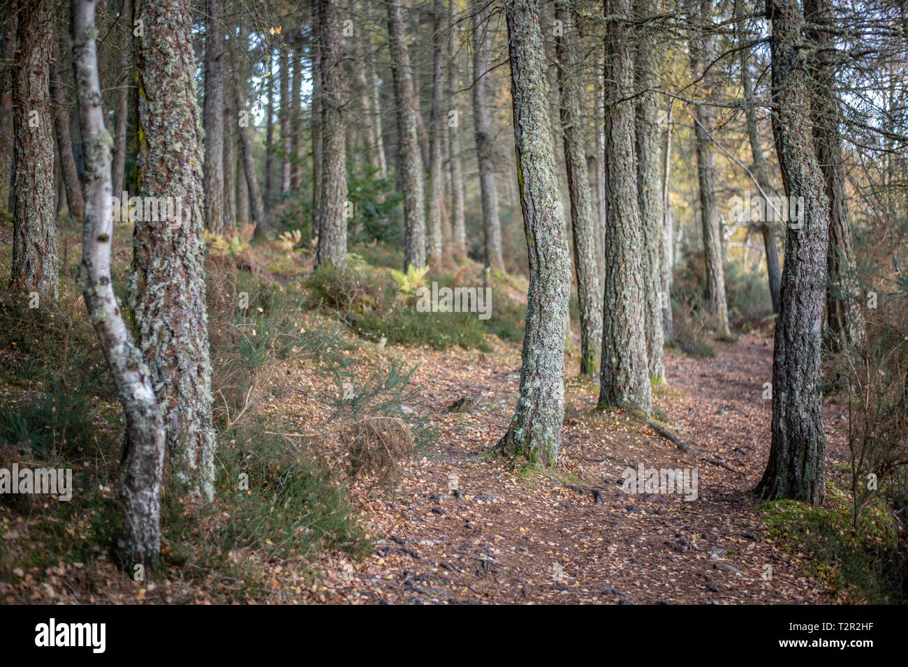 Moss covered trees near Loch Ness in Scotland, United Kingdom Stock ...