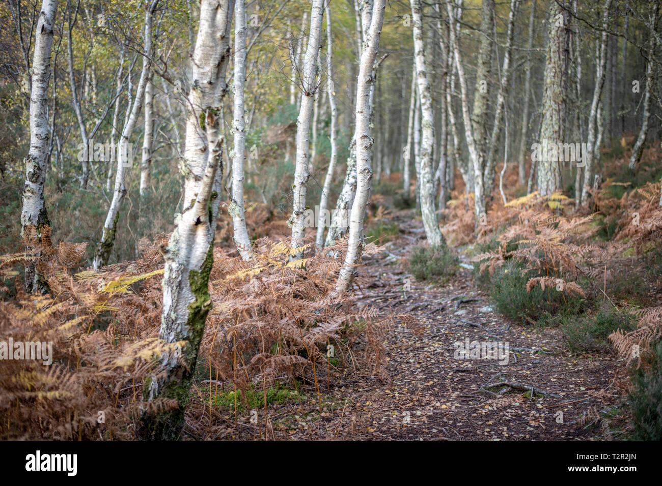Birch trees (Betula) in the woods near Loch Ness in Scotland, United ...