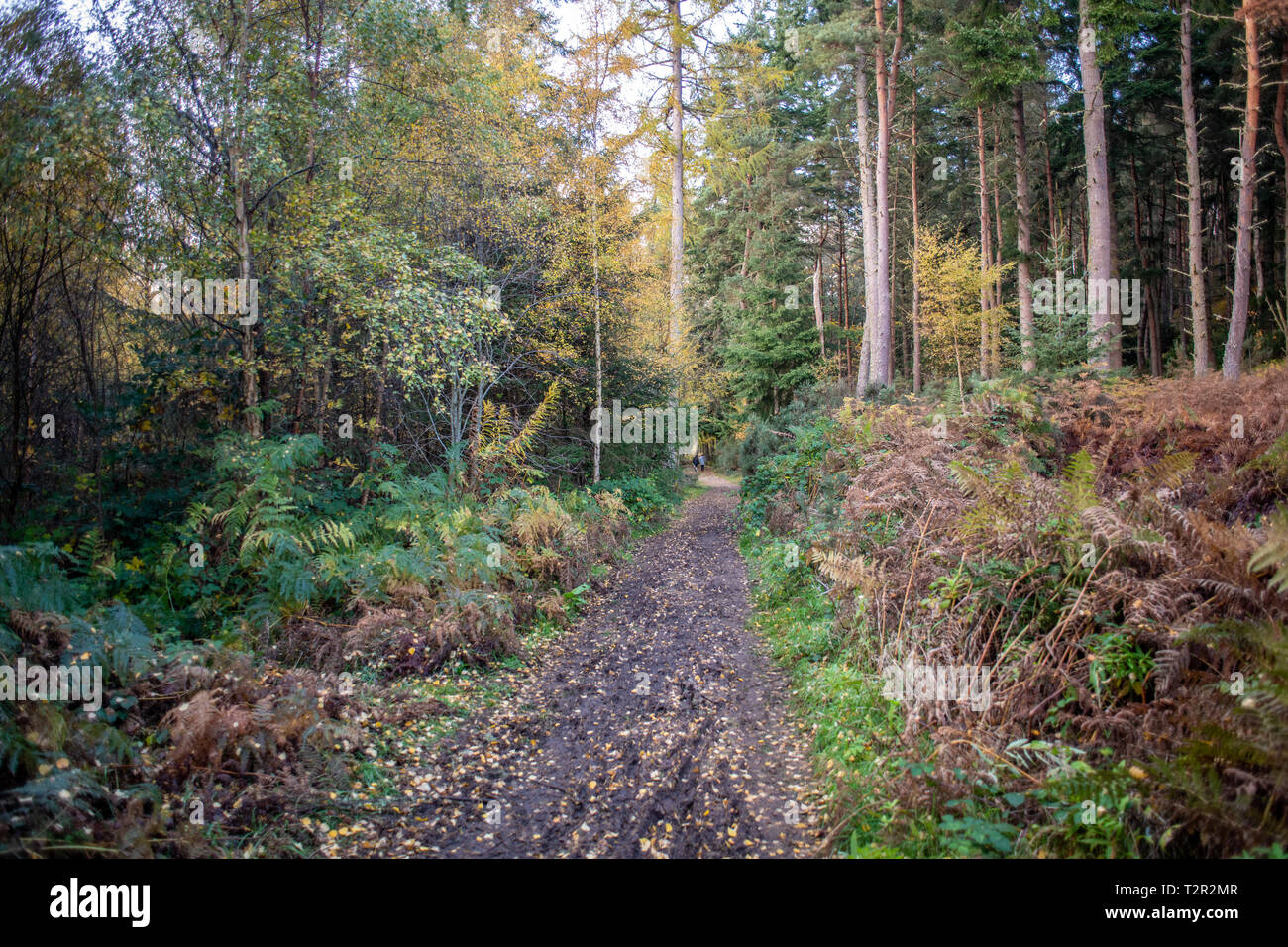 A dirt path through the woods near Loch Ness in Scotland, United ...