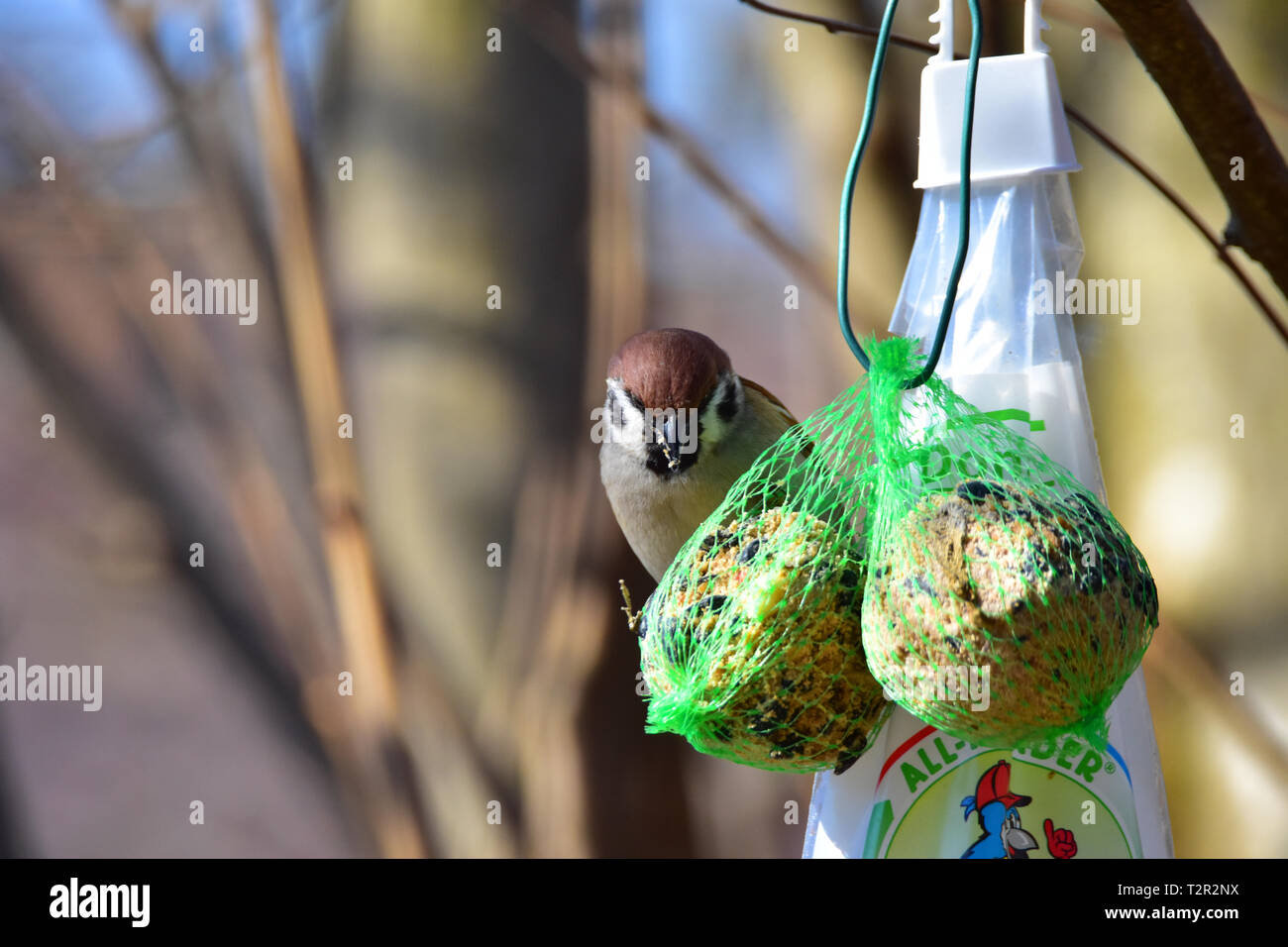 Young beautiful small garden birds hi-res stock photography and images ...