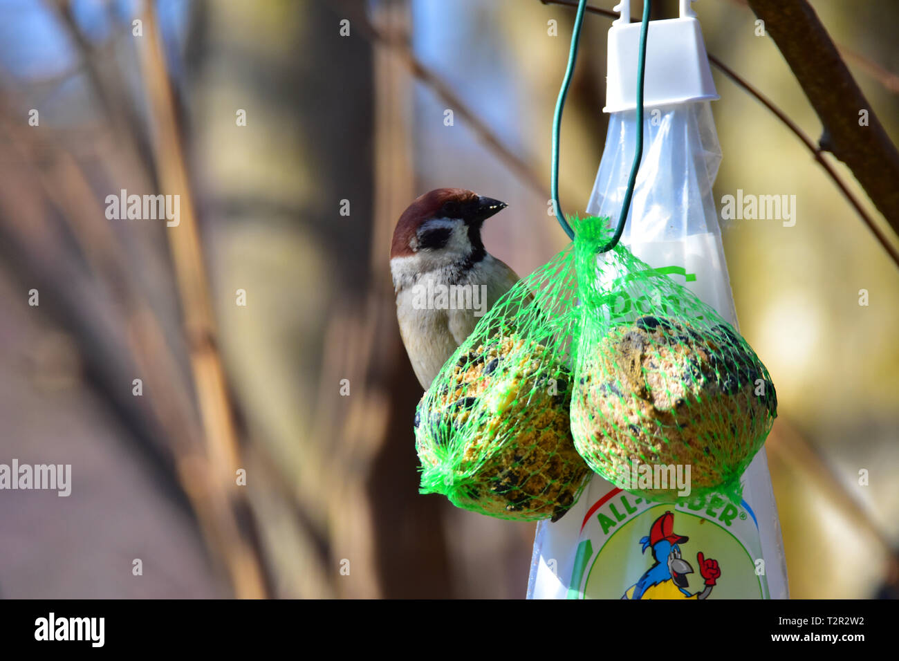 Sparrow in tree bark hi-res stock photography and images - Alamy