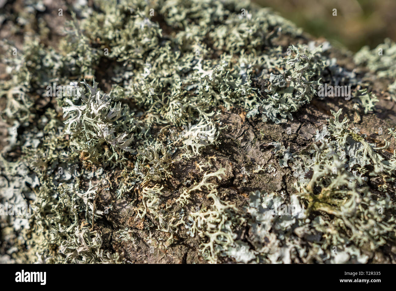 A close-up of a fallen tree covered with moss. Texture background white ...