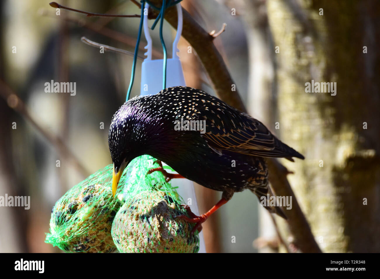 Starling sitting on a tree in Germany while eating nuts Stock Photo - Alamy