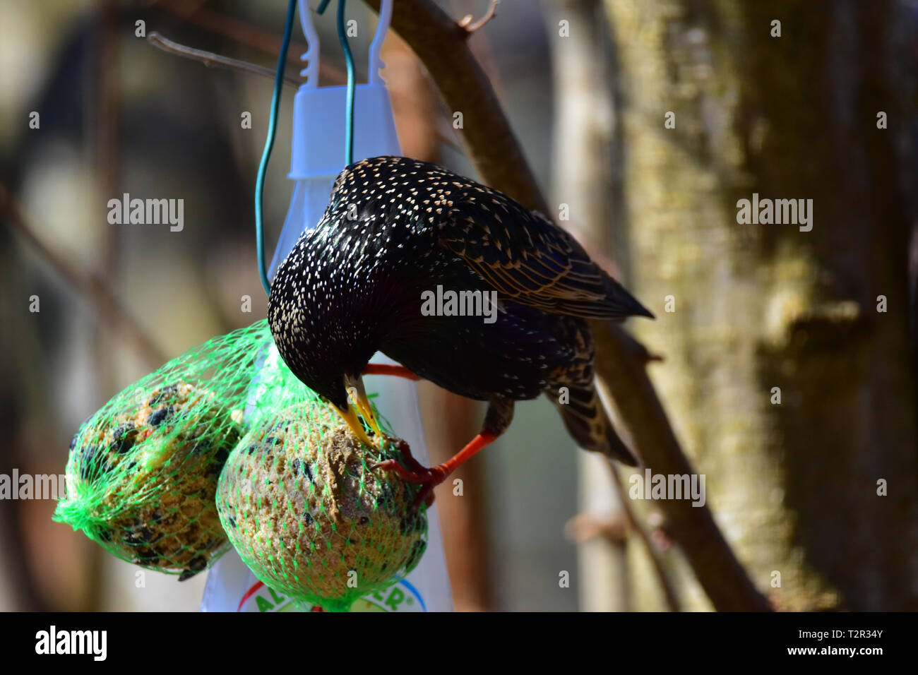 Starling sitting on a tree in Germany while eating nuts Stock Photo - Alamy