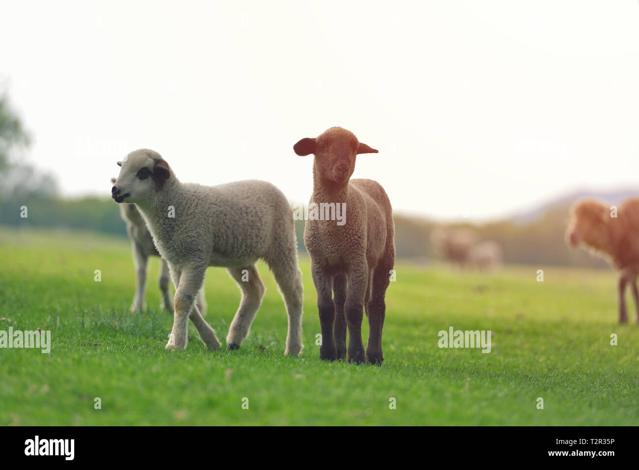 Cute little lamb on fresh spring green meadow during sunrise Stock ...