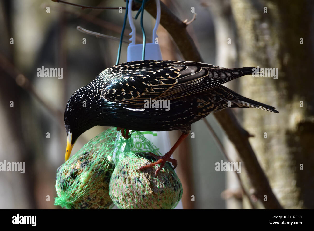 Starling sitting on a tree in Germany while eating nuts Stock Photo - Alamy