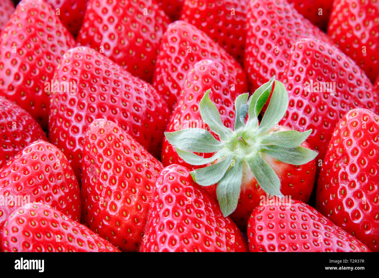 Horizontal many several ripe hi-res stock photography and images - Alamy