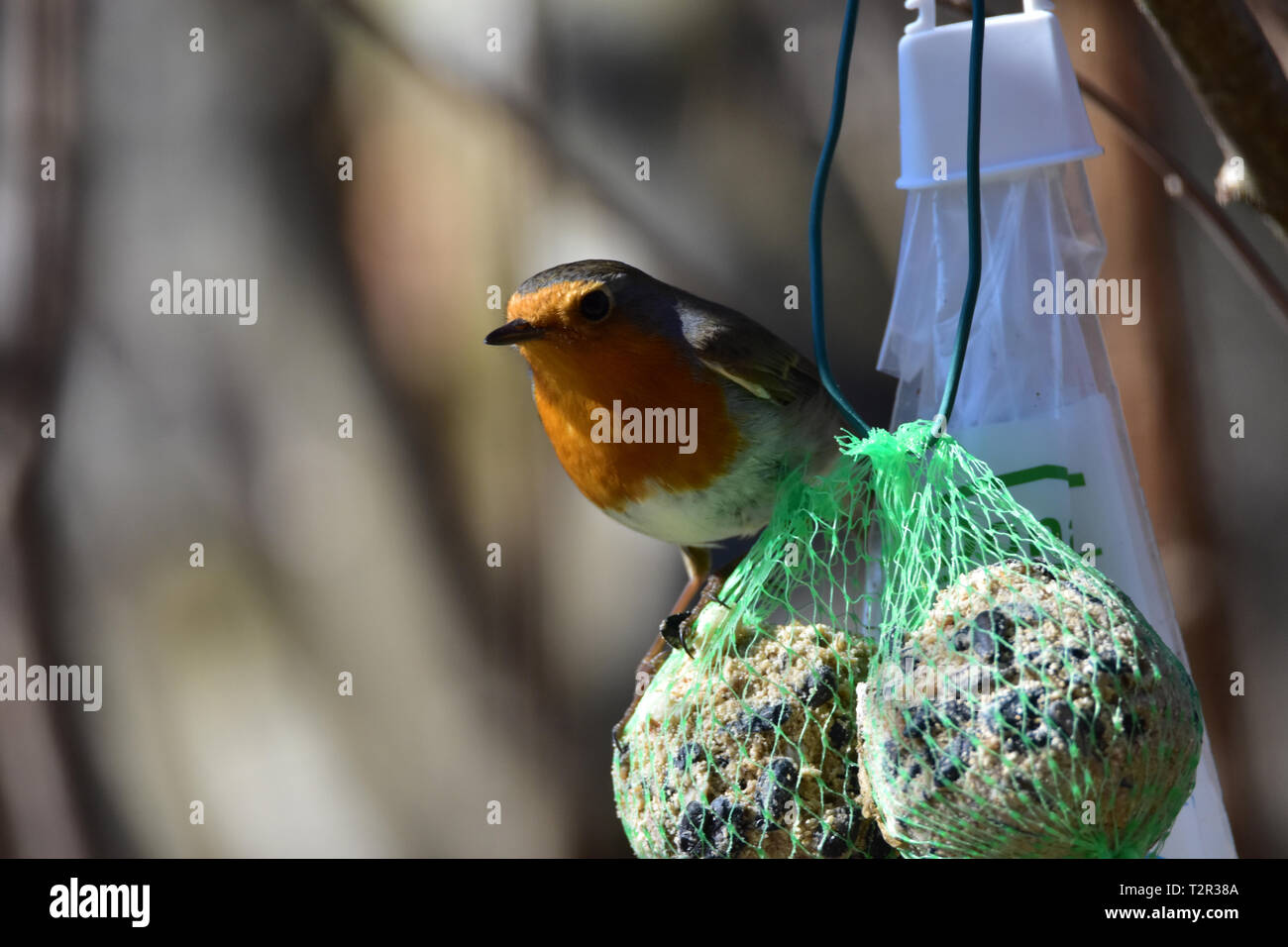 Robin sitting on a branch in a tree hi-res stock photography and images ...
