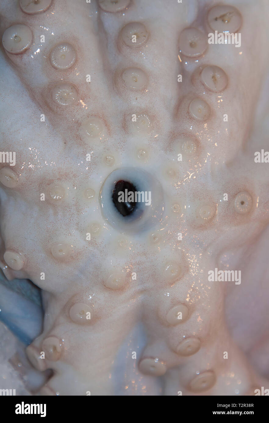 Octopus Beak Bite Wound