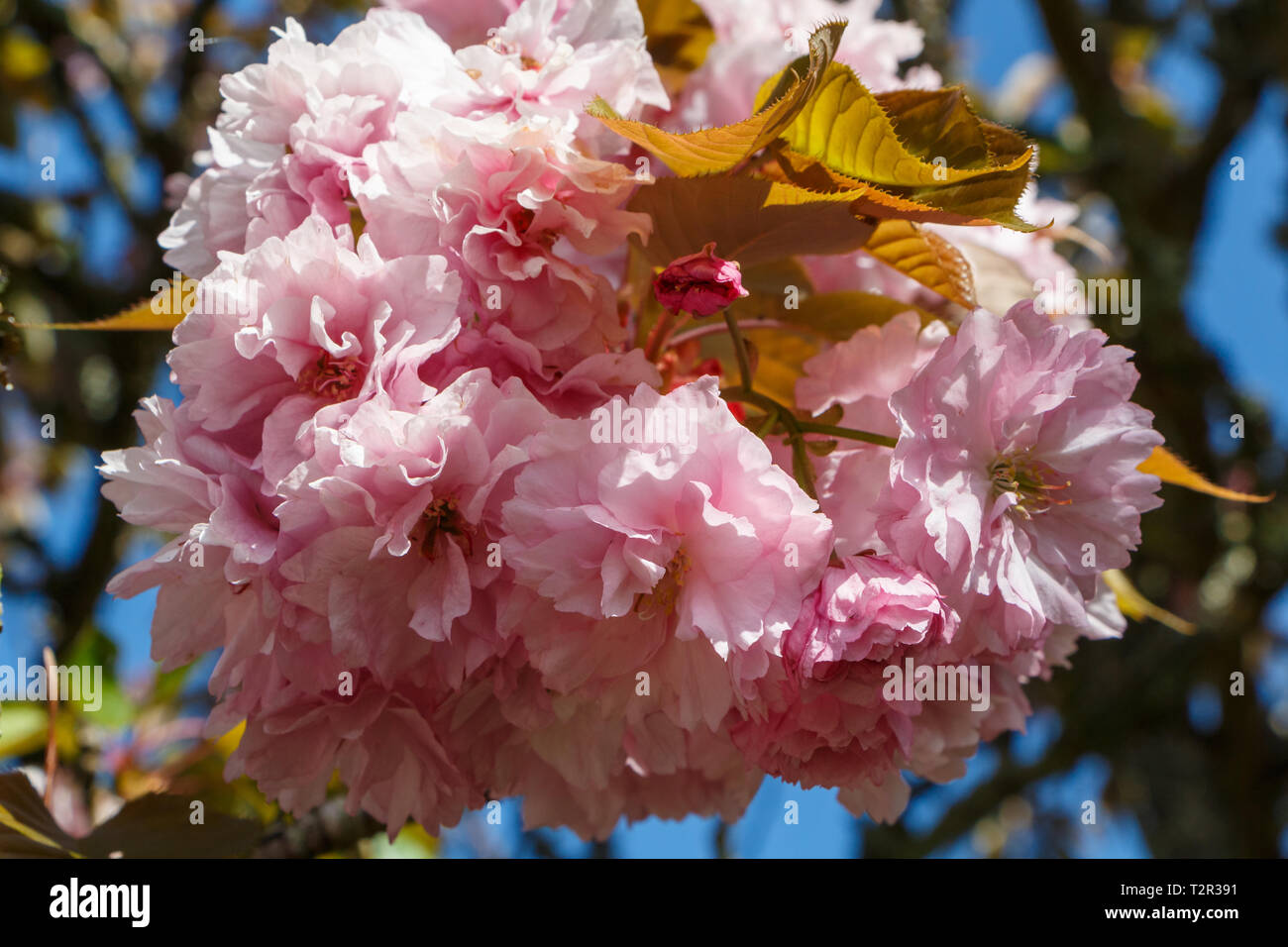 Japanese cherry tree flowers hi-res stock photography and images - Alamy
