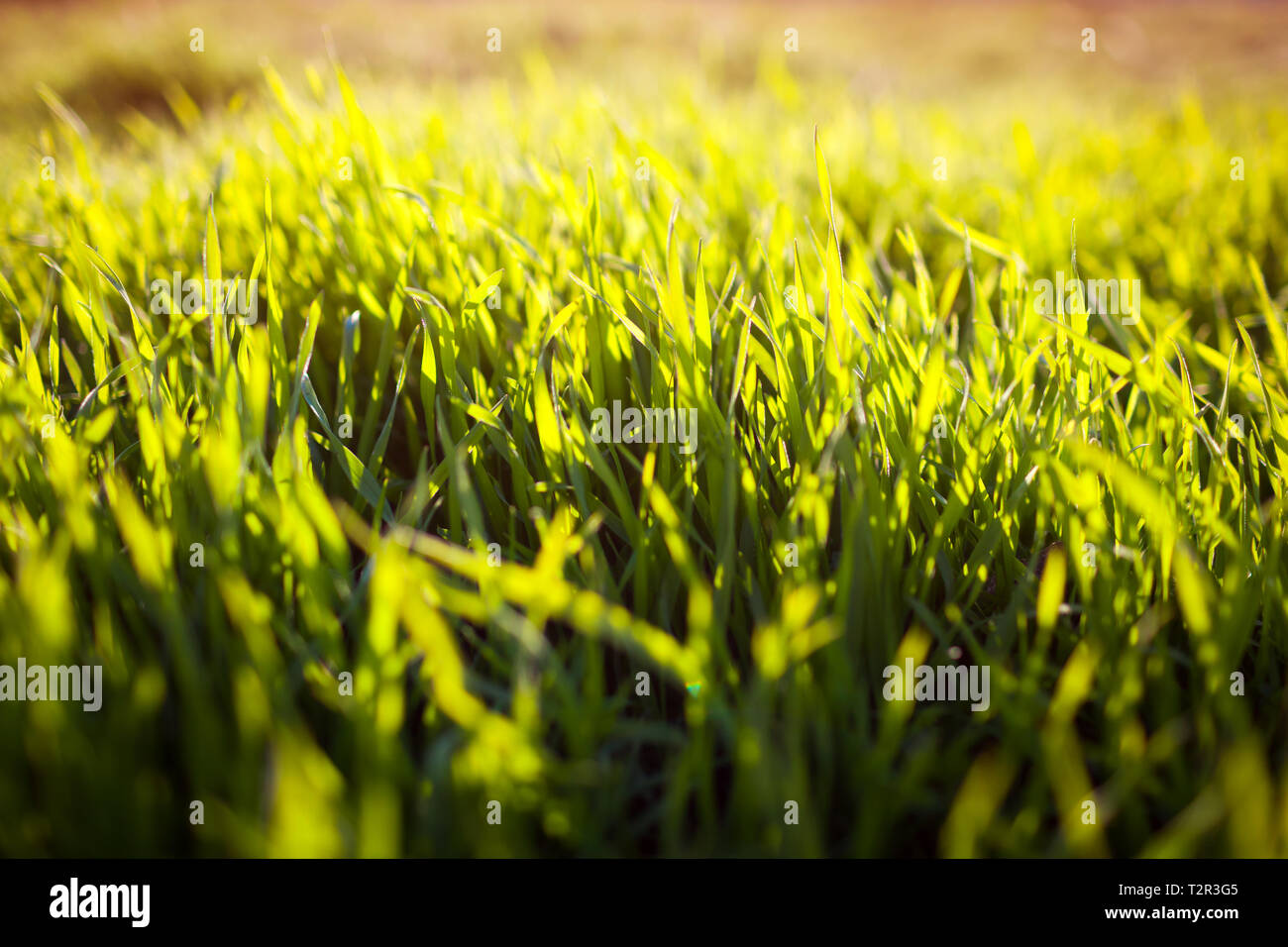 Green spring grass on sunset. Floral background of field. Close-up ...