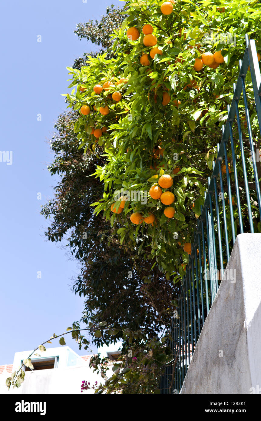 Spring oranges hi-res stock photography and images - Alamy