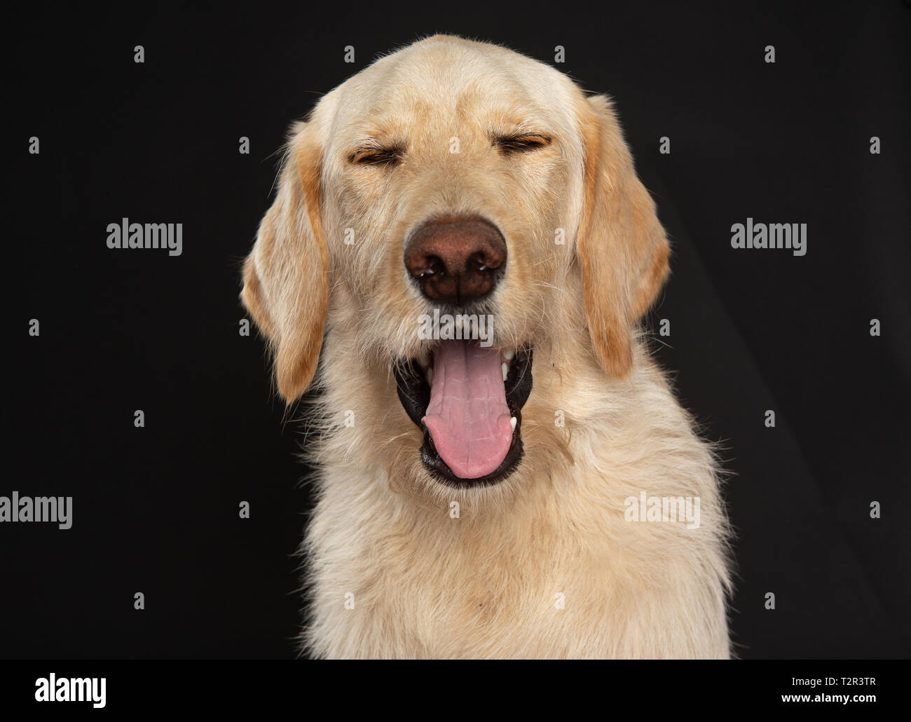 Yellow lab tongue hi-res stock photography and images - Alamy