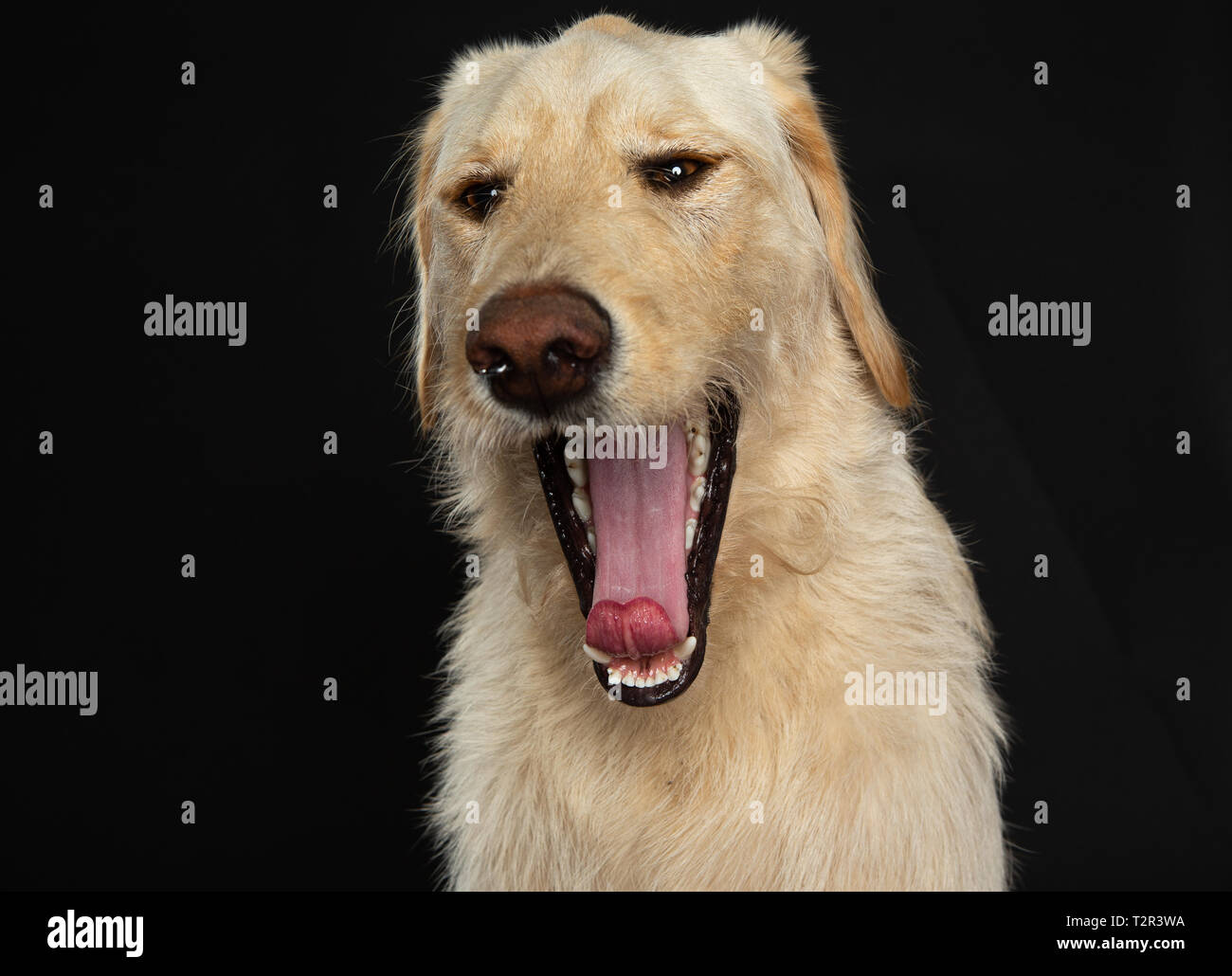 Young yellow lab dog yawning in studio Stock Photo - Alamy