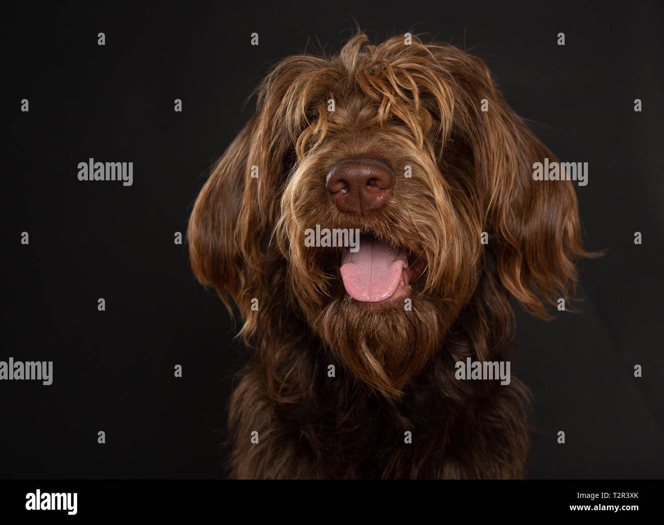 Happy Scruffy Dog High Resolution Stock Photography and Images - Alamy