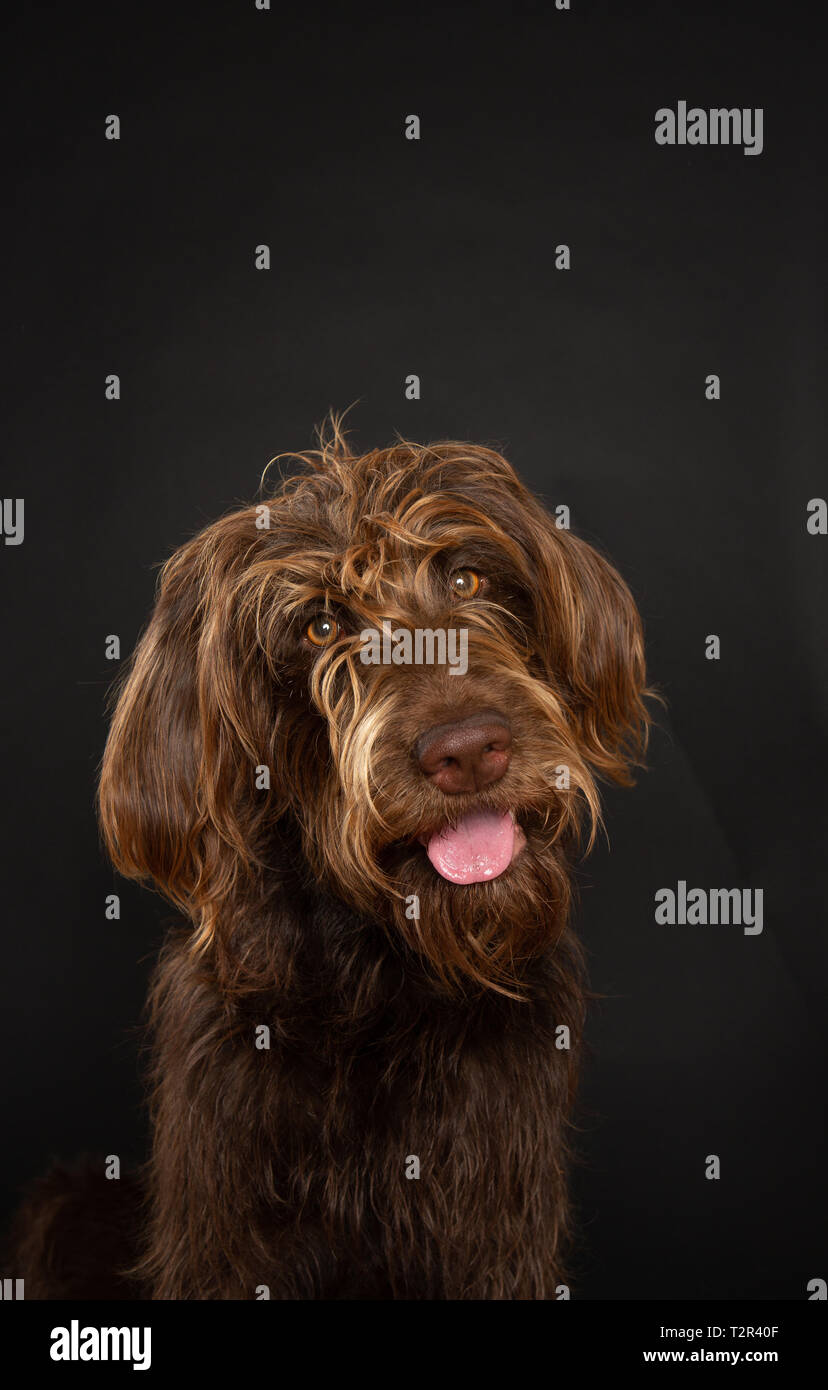 Happy Scruffy Dog High Resolution Stock Photography and Images - Alamy