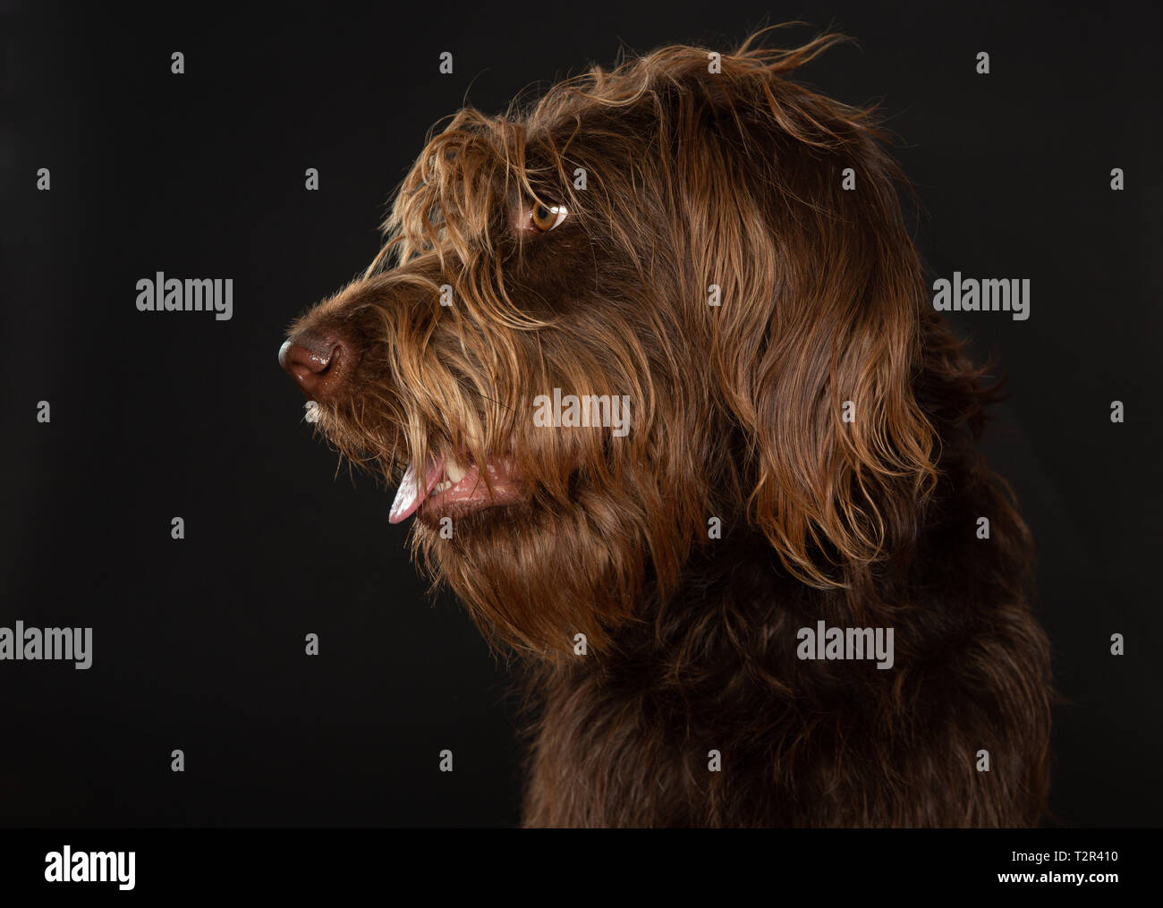 Happy Scruffy Dog High Resolution Stock Photography and Images - Alamy