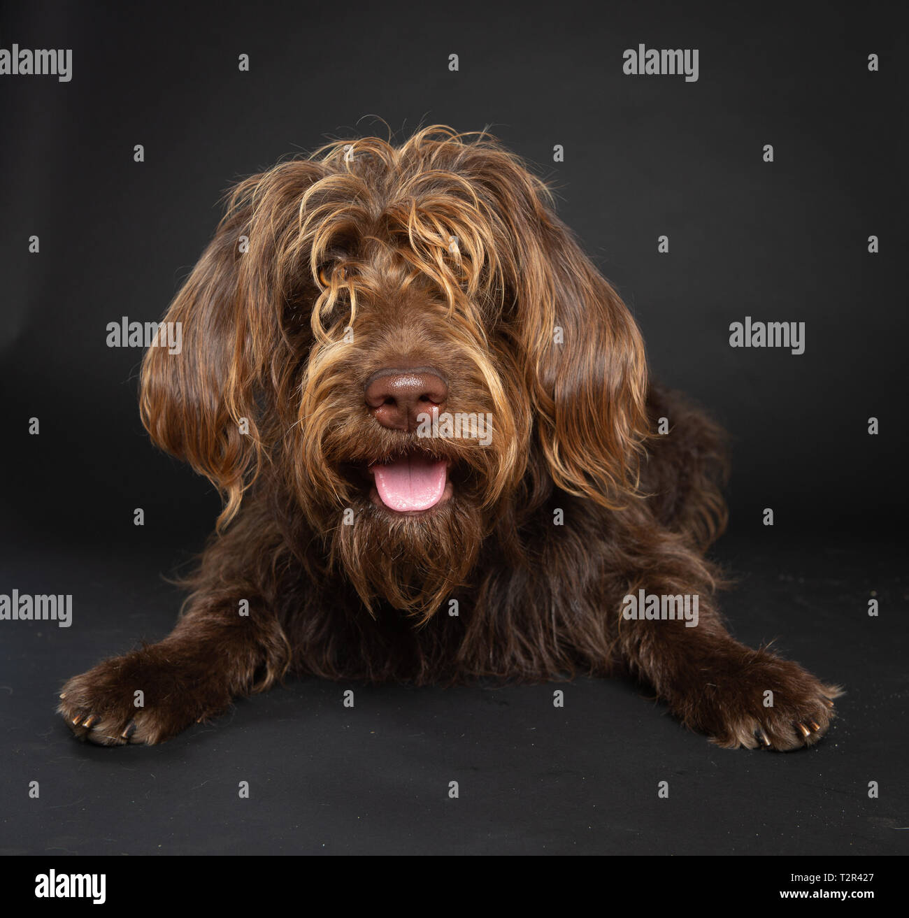 Brown labradoodle dog in studio Stock Photo - Alamy