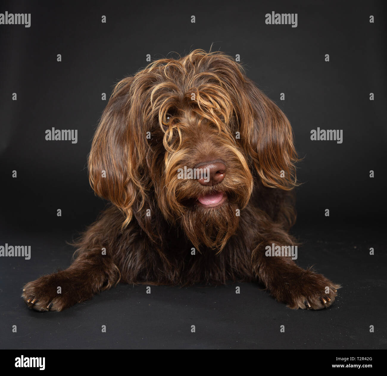 Happy Scruffy Dog High Resolution Stock Photography and Images - Alamy