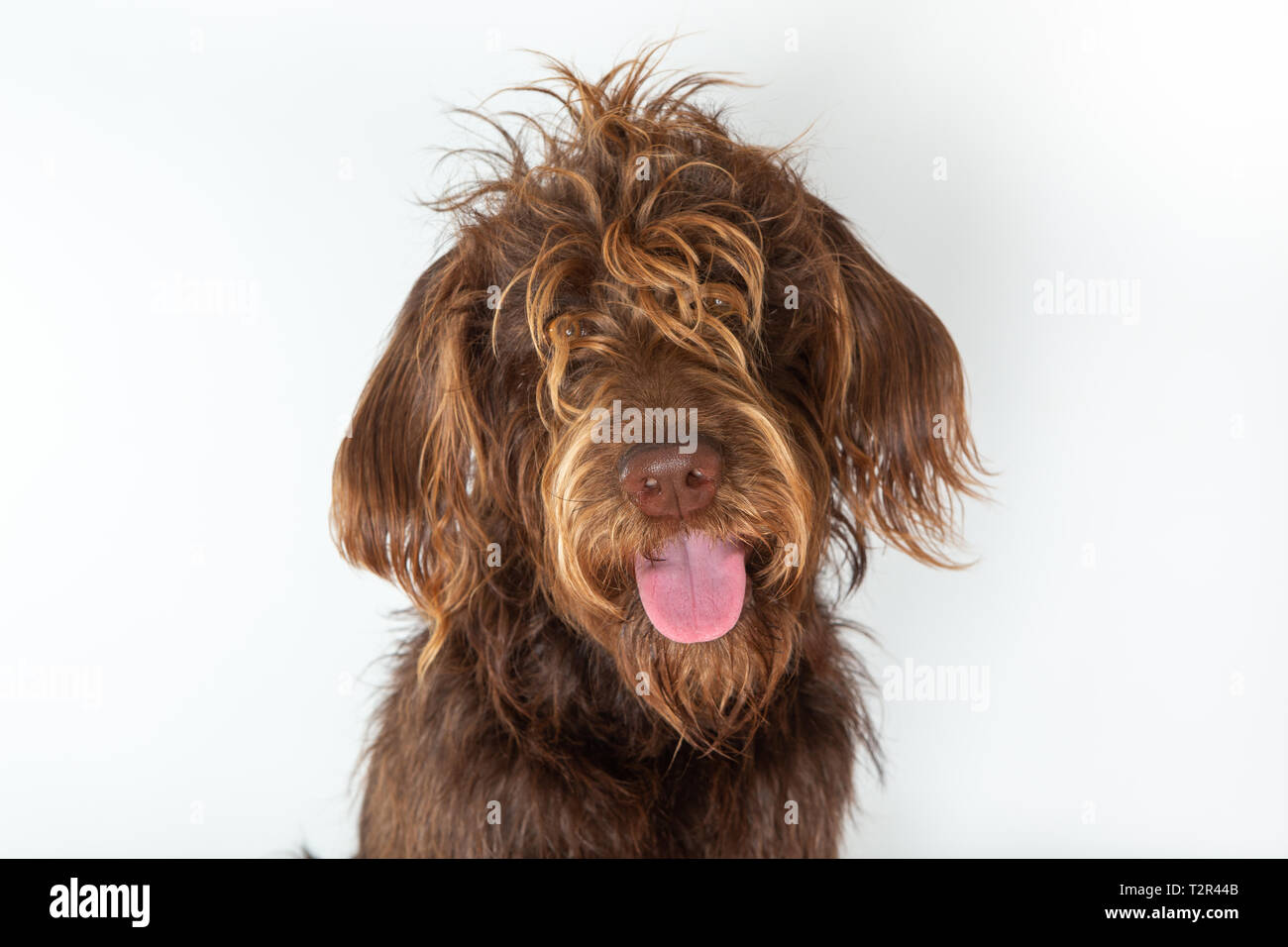 Brown labradoodle dog in studio Stock Photo - Alamy