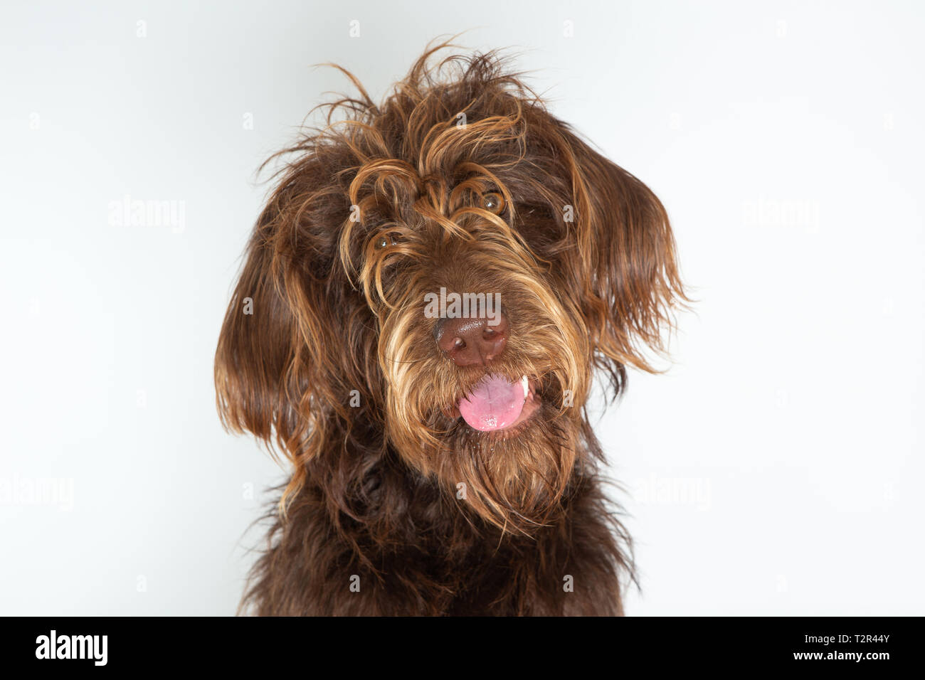 Happy Scruffy Dog High Resolution Stock Photography and Images - Alamy