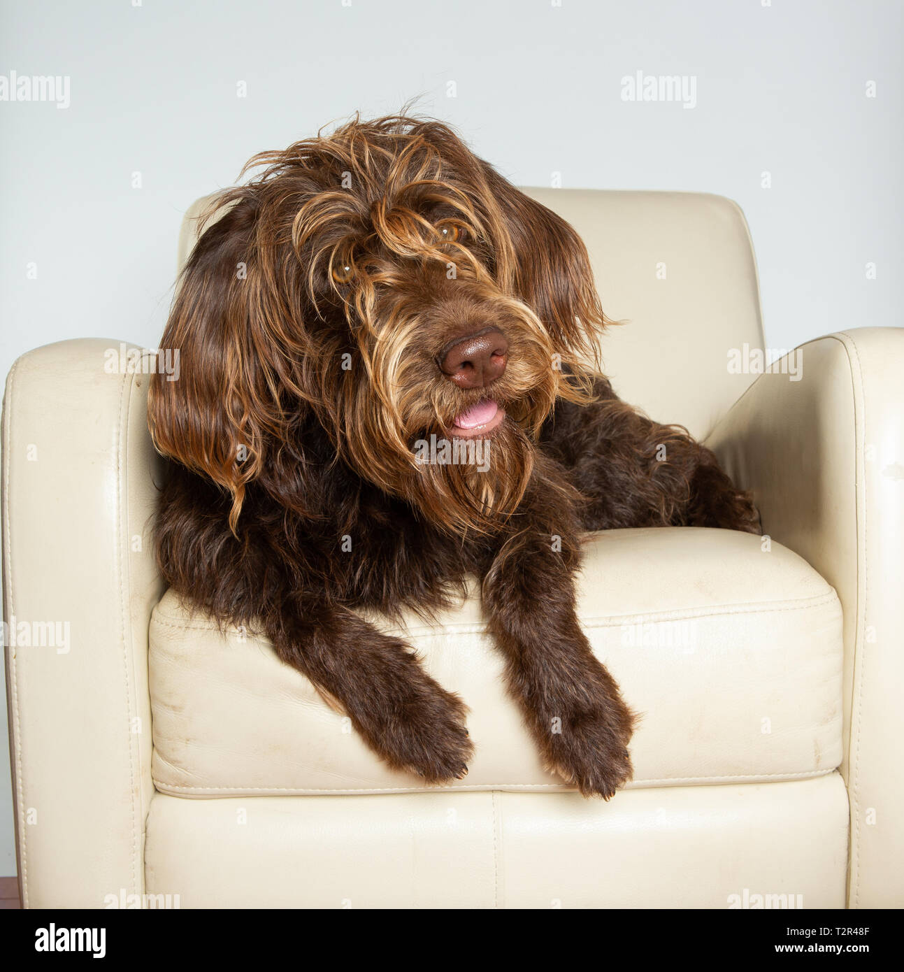 Shaggy brown labradoodle dog on chair in studio Stock Photo - Alamy