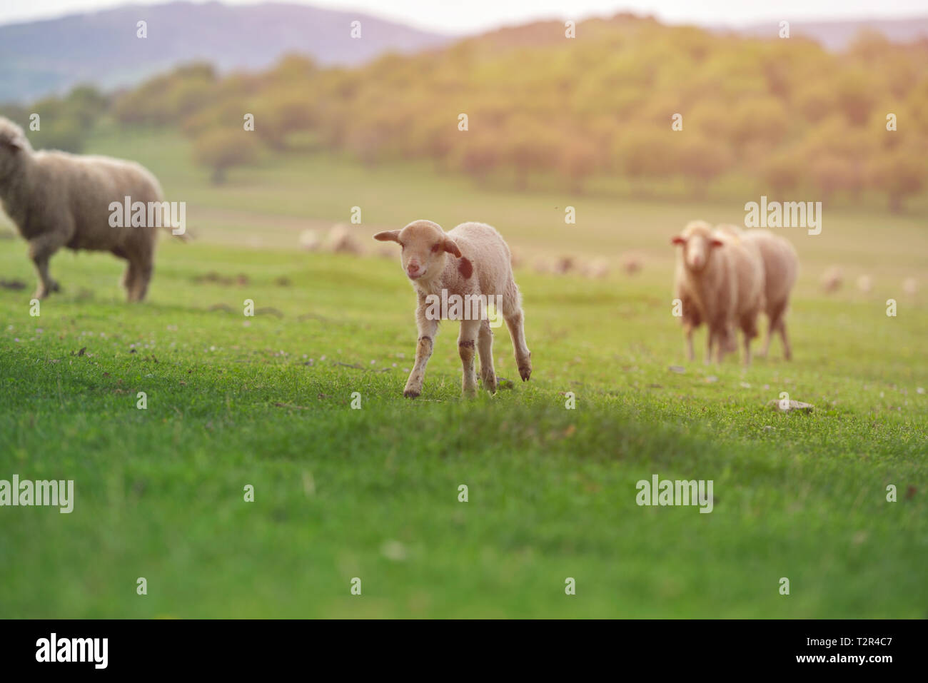 Cute little lamb on fresh spring green meadow during sunrise Stock ...