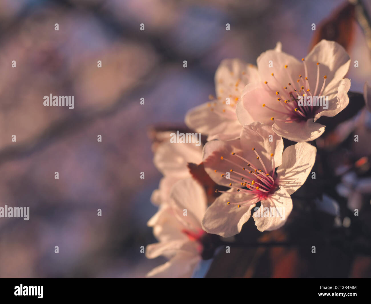 Prunus nigra tree hi-res stock photography and images - Alamy