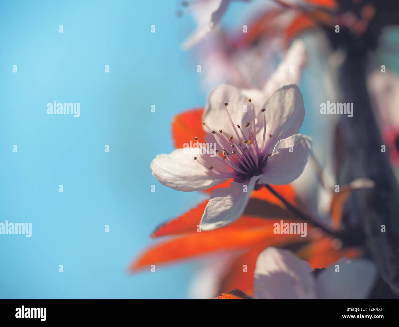 Prunus nigra tree hi-res stock photography and images - Alamy