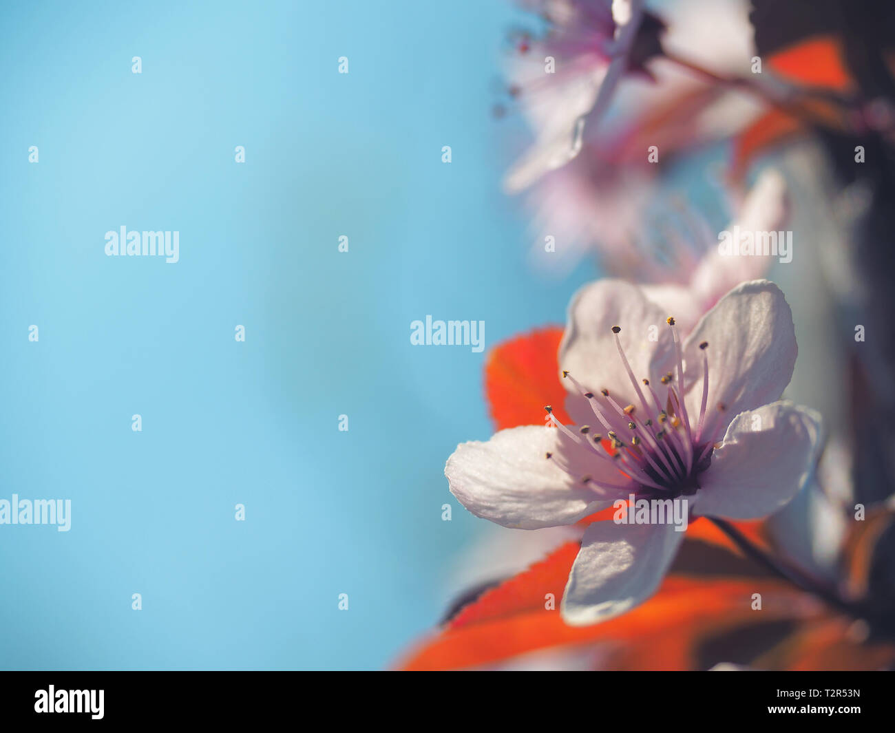 Spring floral concept. Full blooming of apricot tree. Beautiful flower ...
