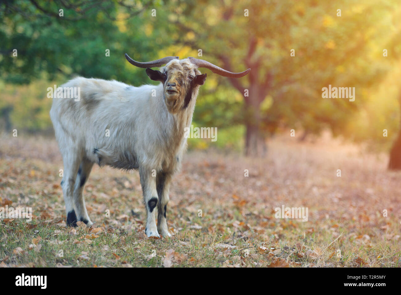 Grey billy goat with short fur and horns Stock Photo - Alamy