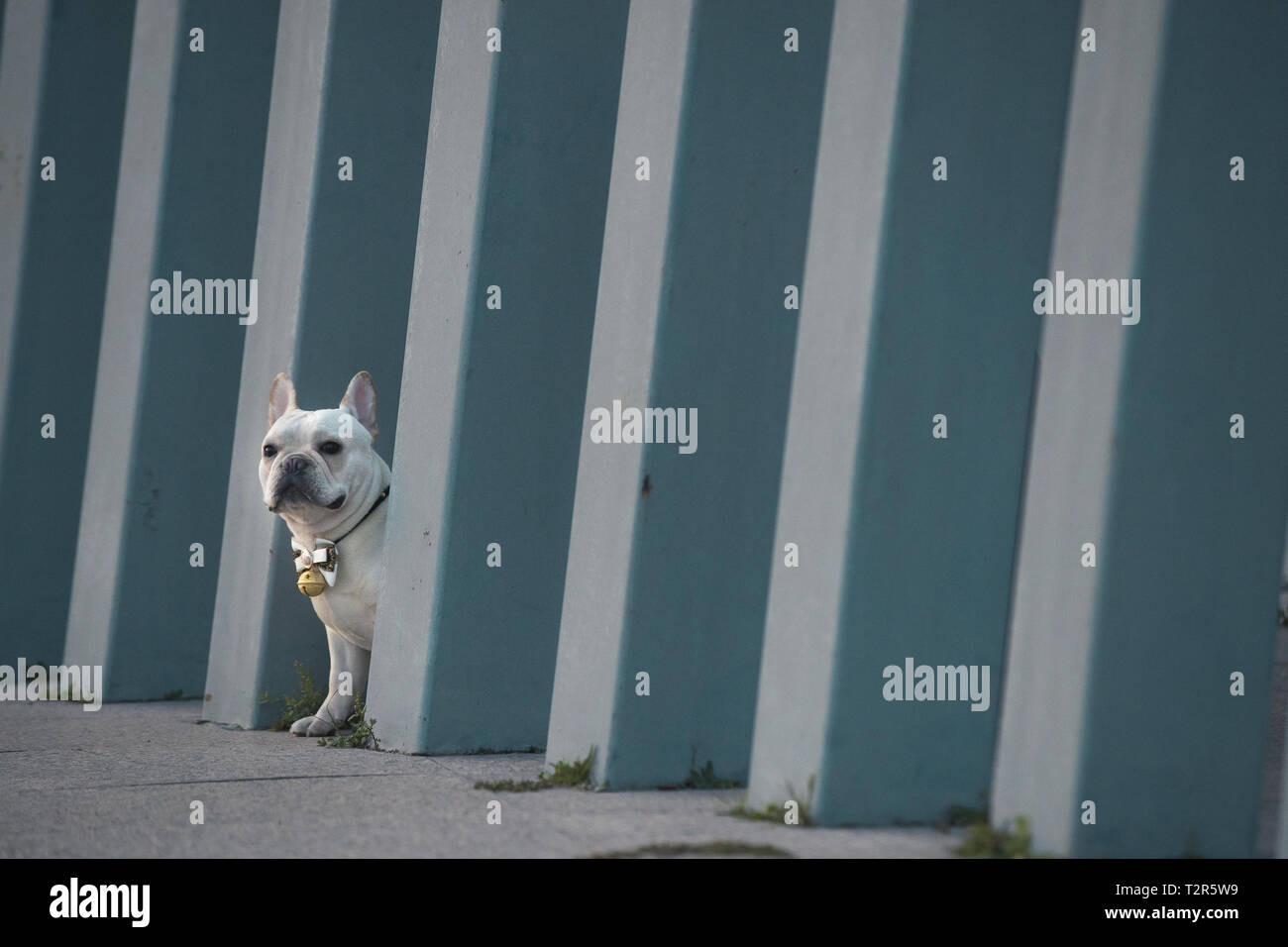Porait of Dog Stock Photo - Alamy